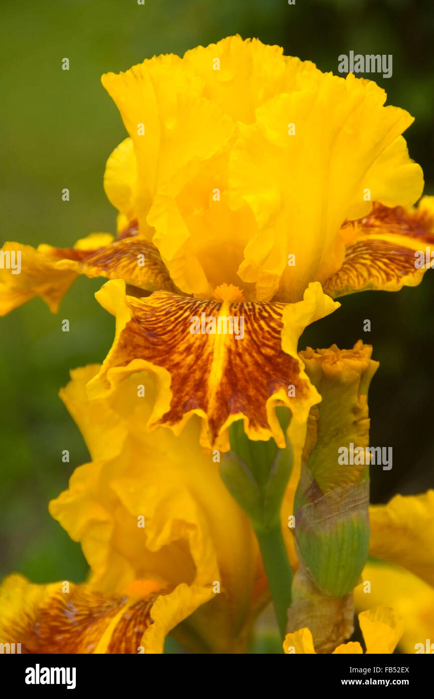 Gold Iris Flower High Resolution Stock Photography and Images - Alamy