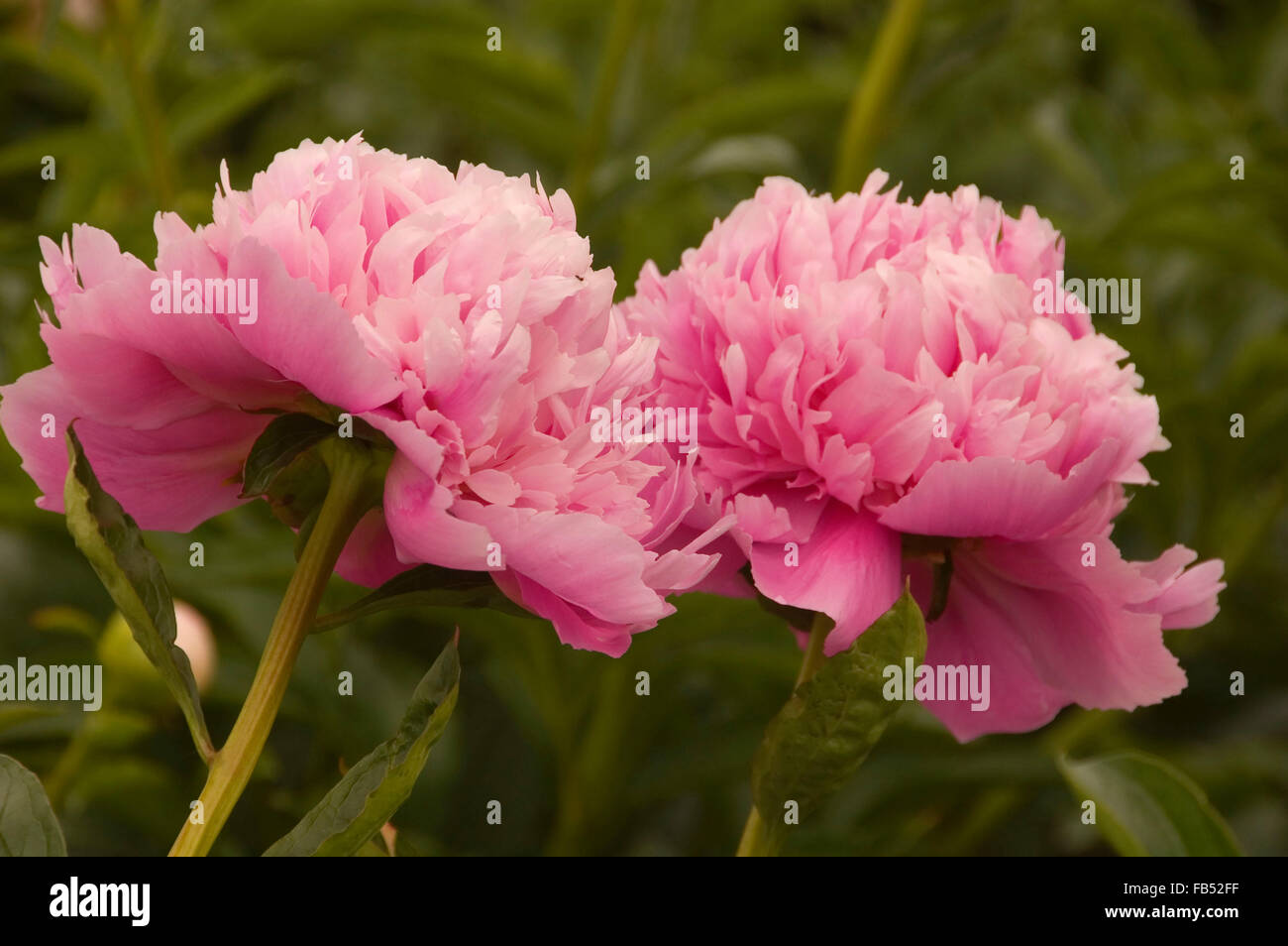 Adelman Peony Gardens Stock Photos & Adelman Peony Gardens Stock Images ...