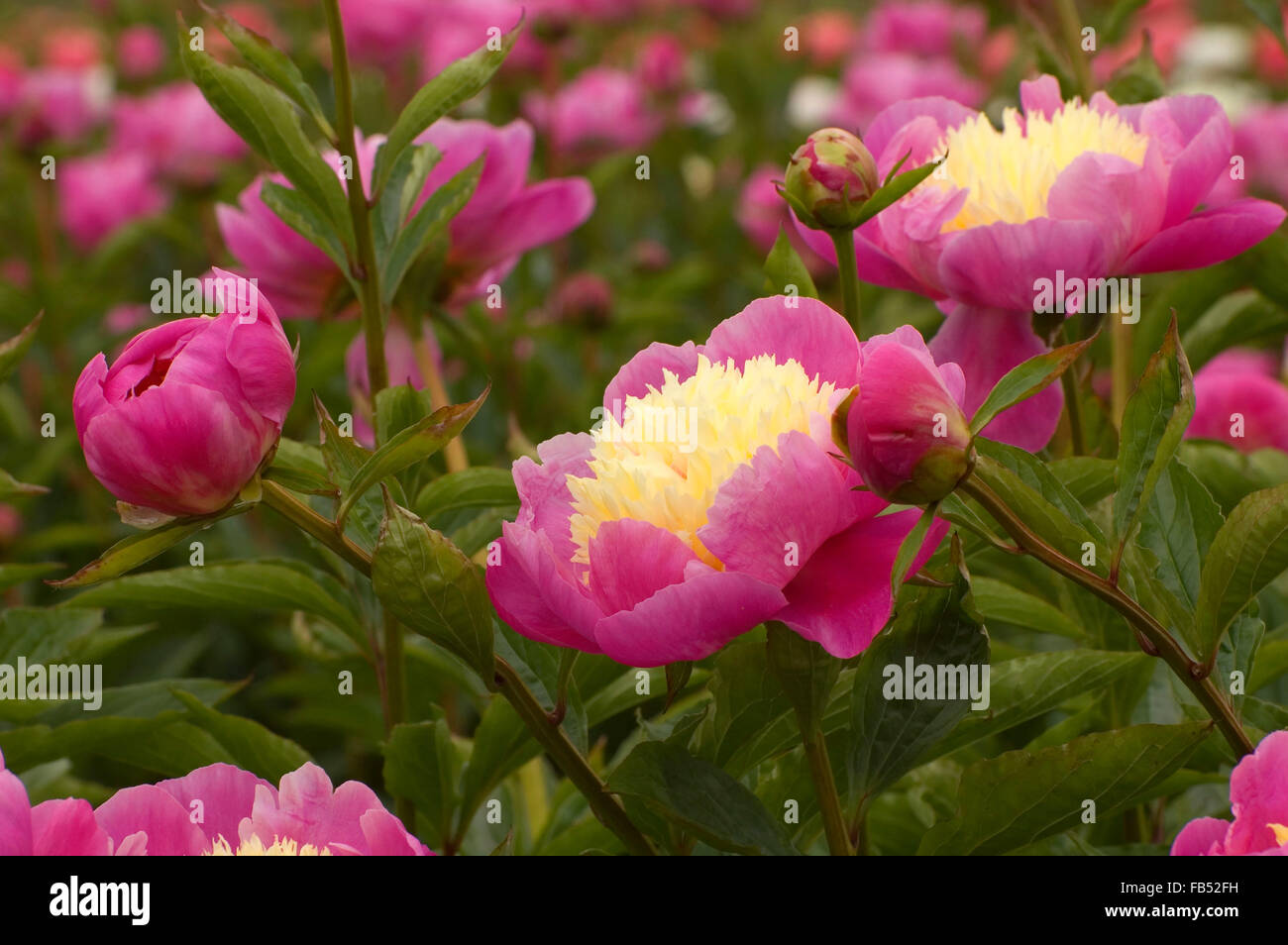 Adelman Peony Gardens Stock Photos & Adelman Peony Gardens Stock Images ...