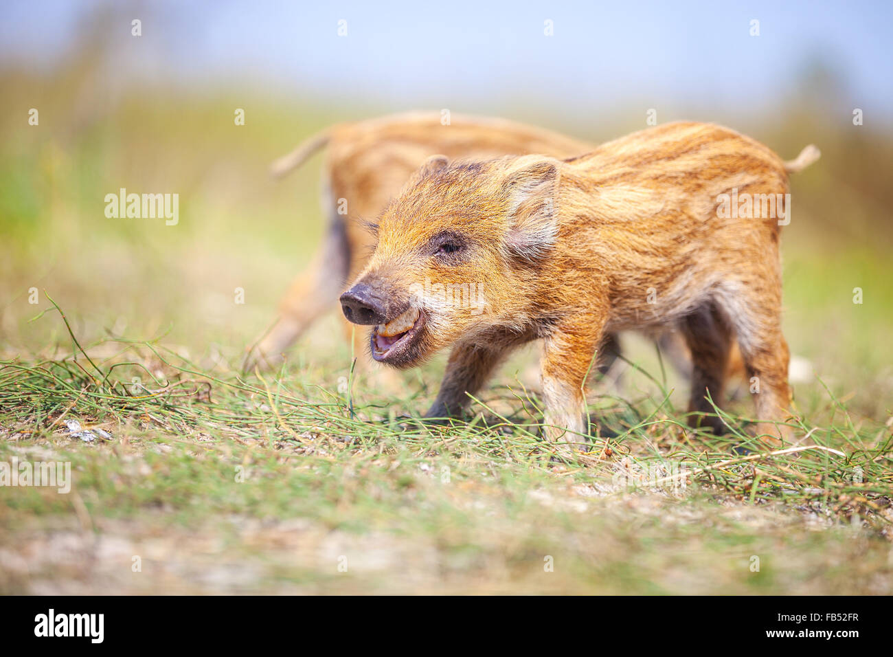 Wild piglets on summer day Stock Photo - Alamy