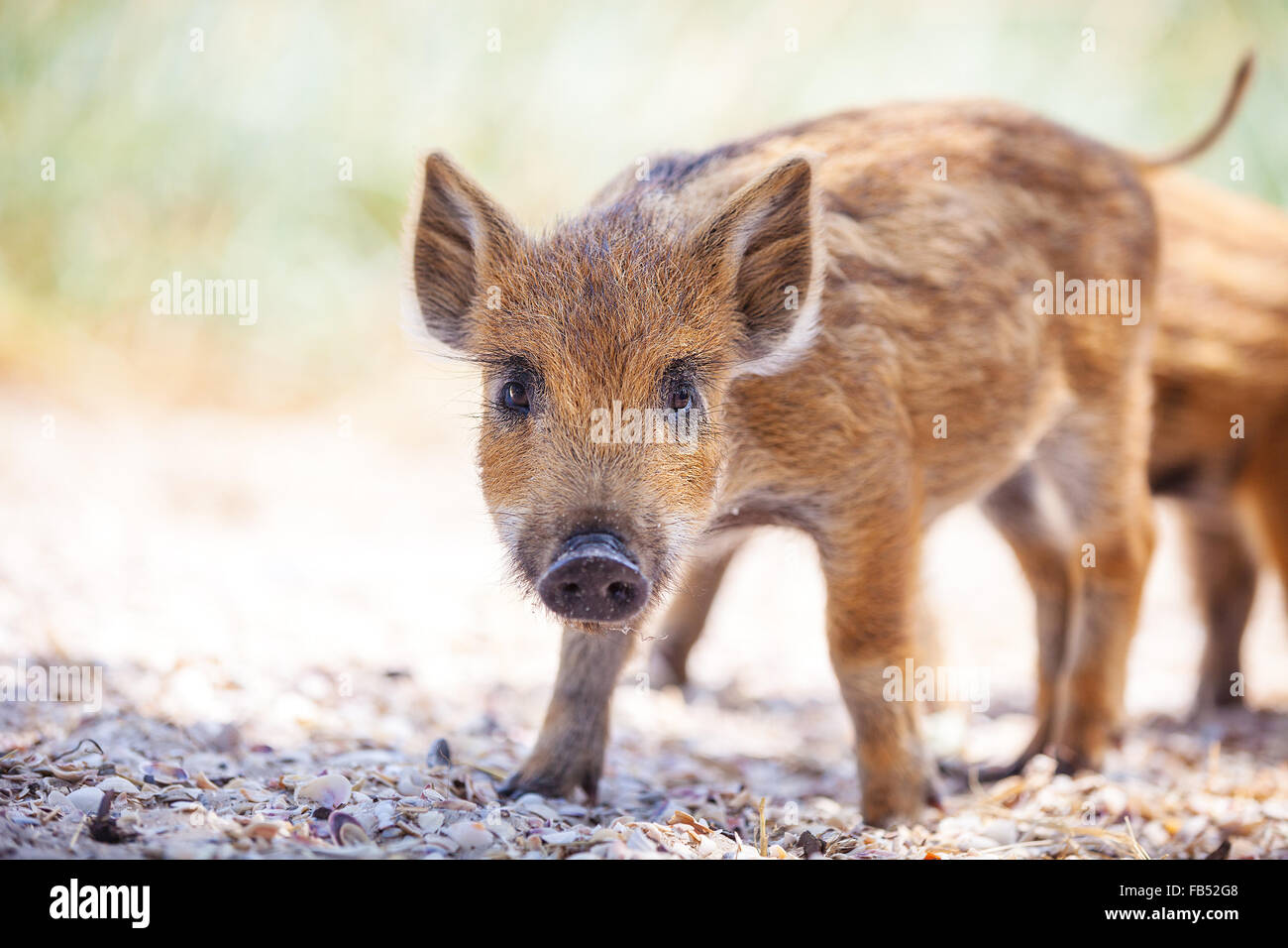 Wild piglet standing on a path Stock Photo - Alamy