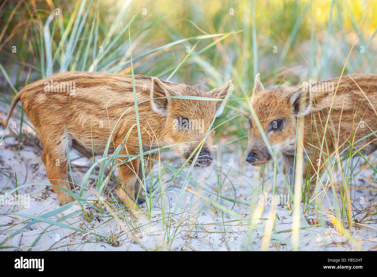 Wild piglets on a summer day Stock Photo - Alamy