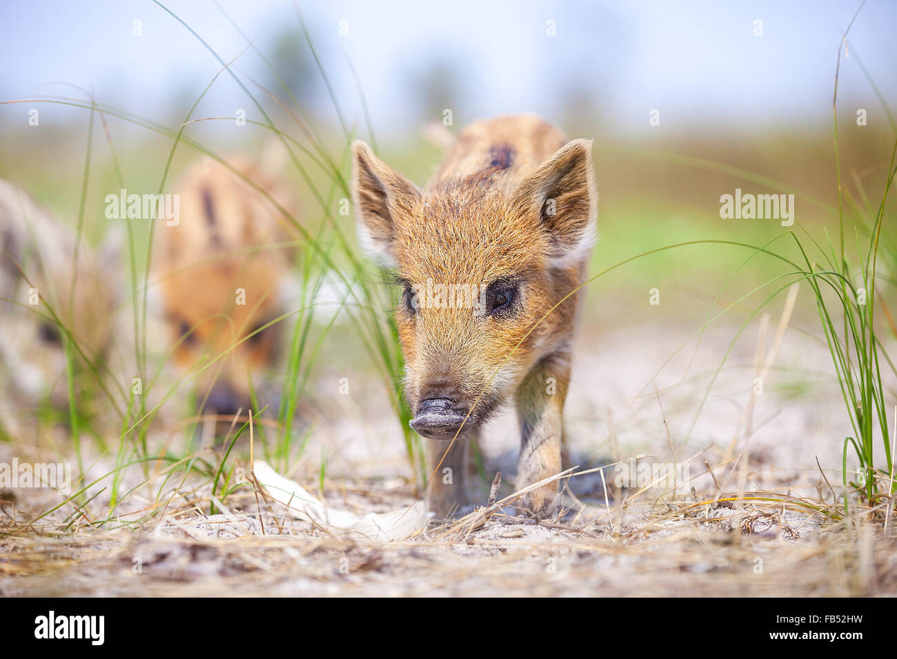Wild piglets standing on a path Stock Photo - Alamy