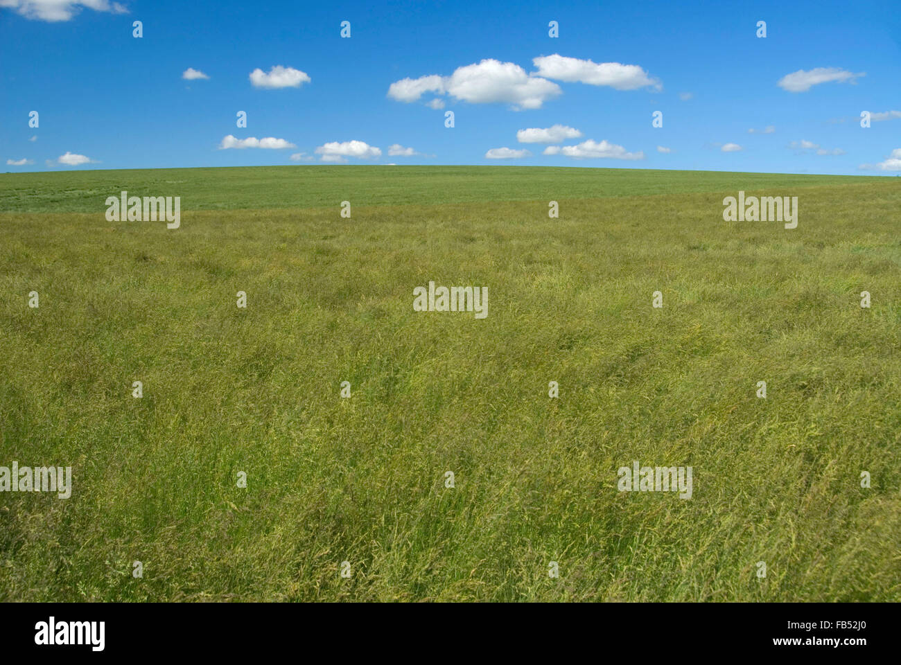 Grass seed field, Marion County, Oregon Stock Photo - Alamy
