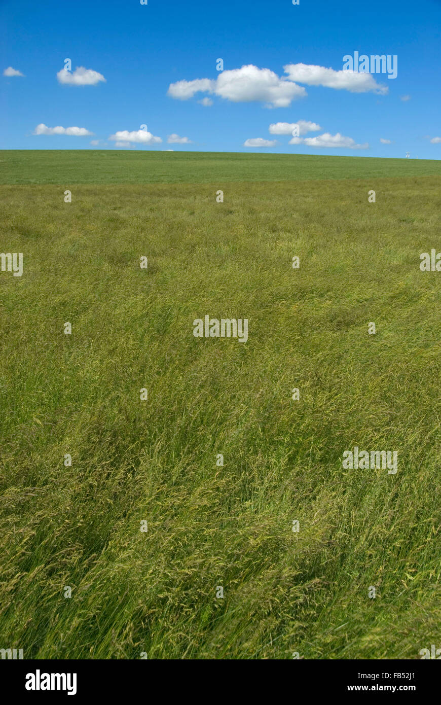 Willamette valley grass field hi-res stock photography and images - Alamy