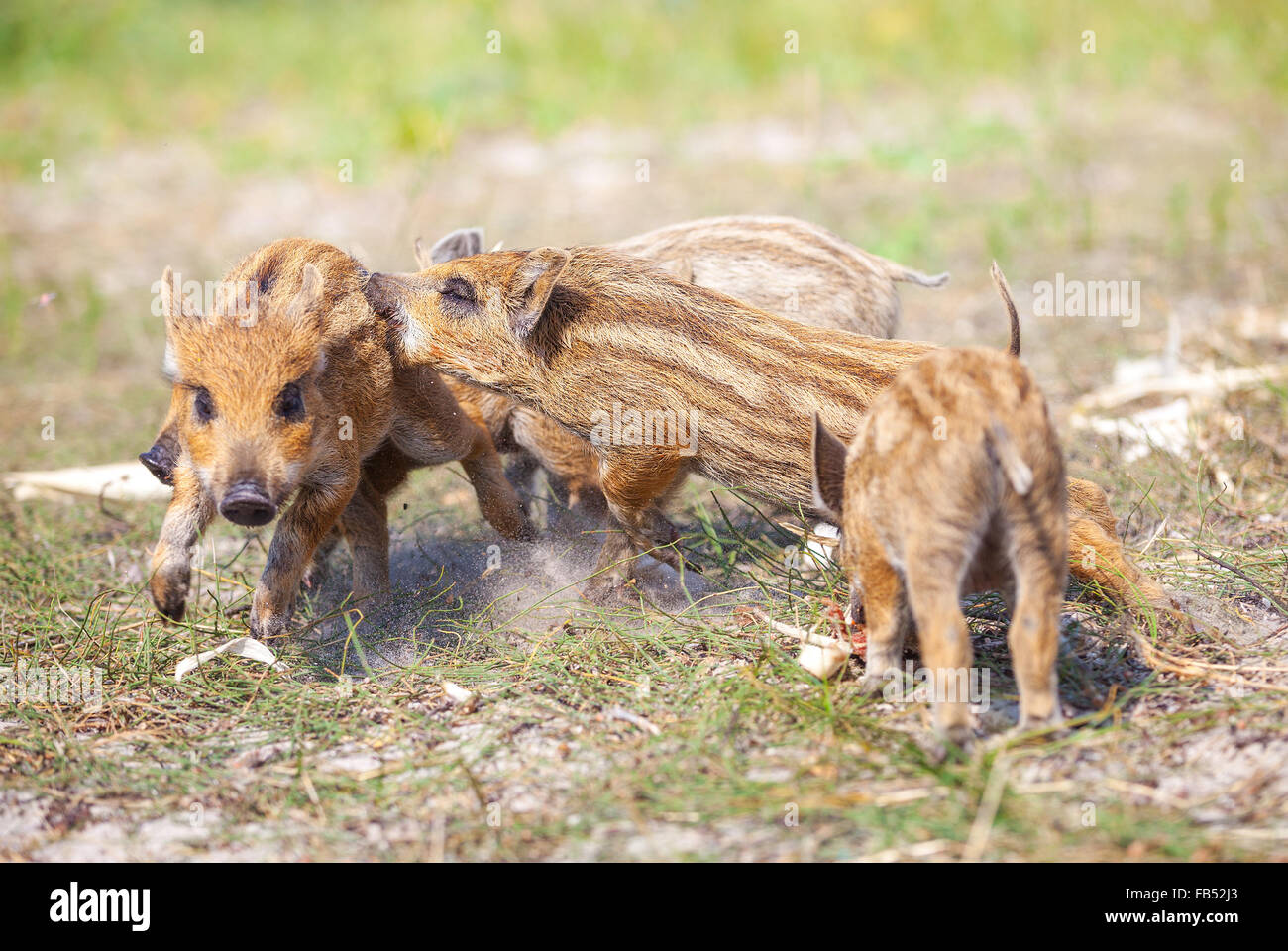 Wild piglets fighting Stock Photo - Alamy