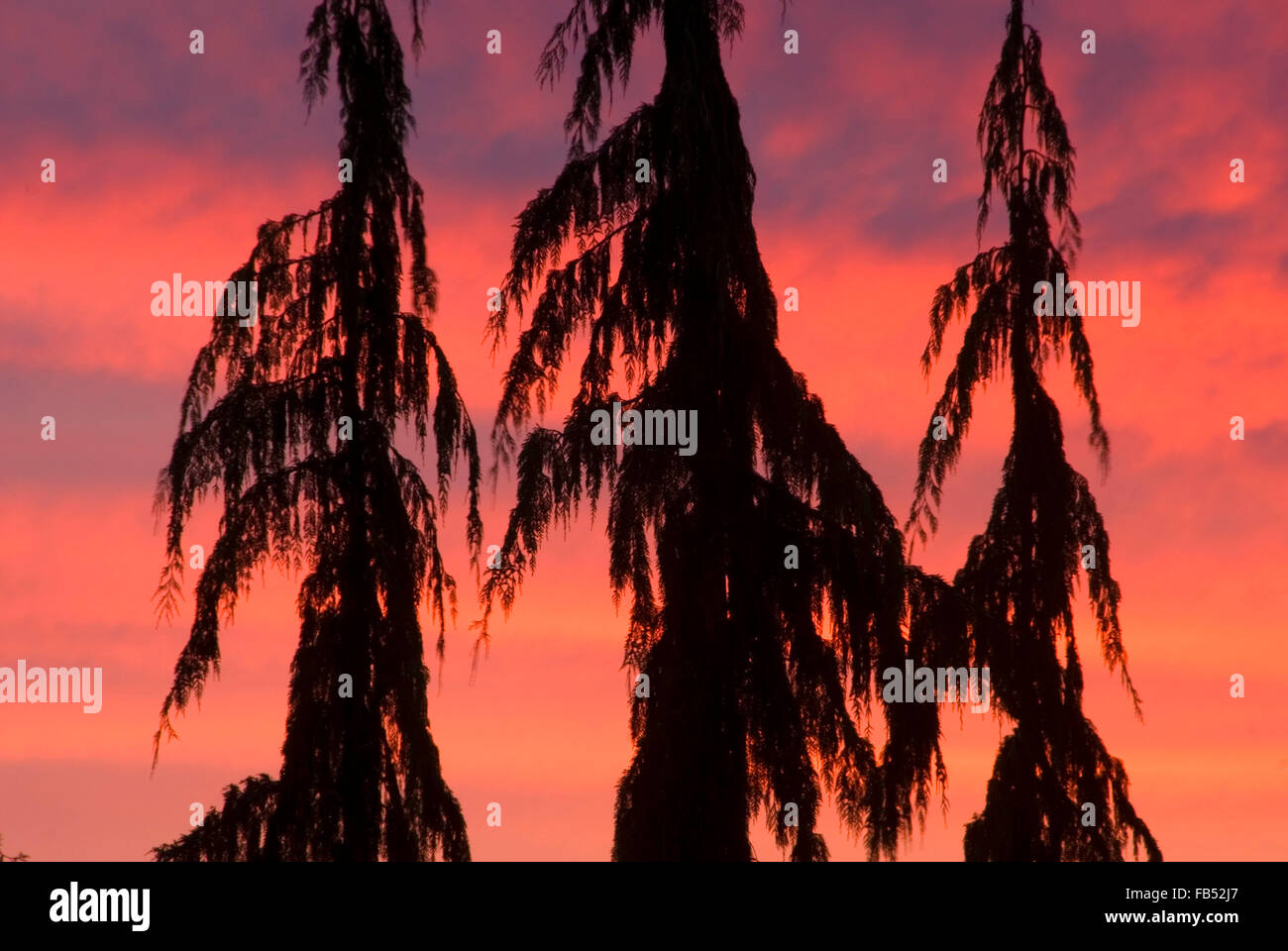 Nootka cypress sunset, Oregon Garden, Silverton, Oregon Stock Photo - Alamy