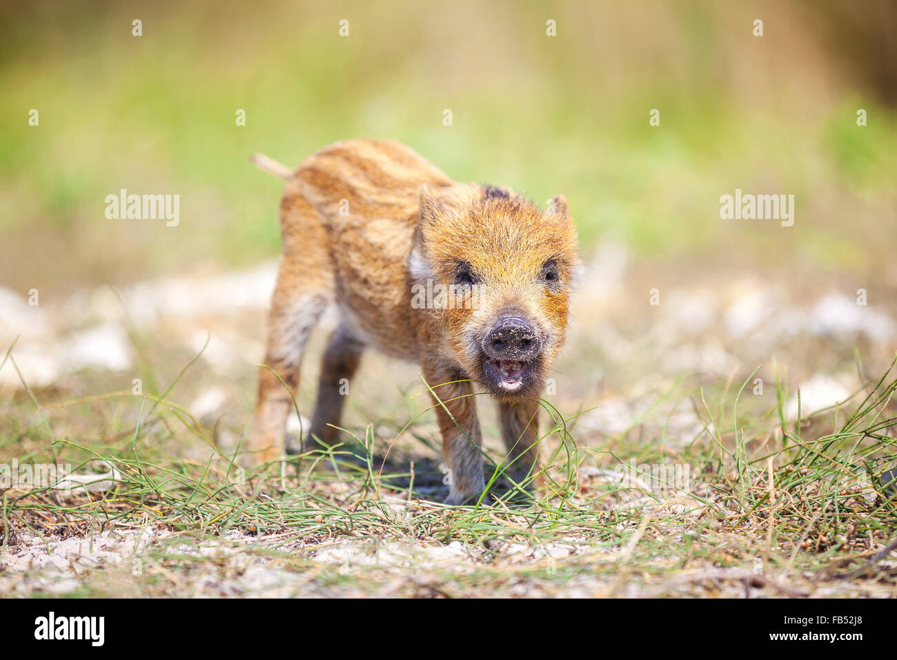Baby pig digging hi-res stock photography and images - Alamy