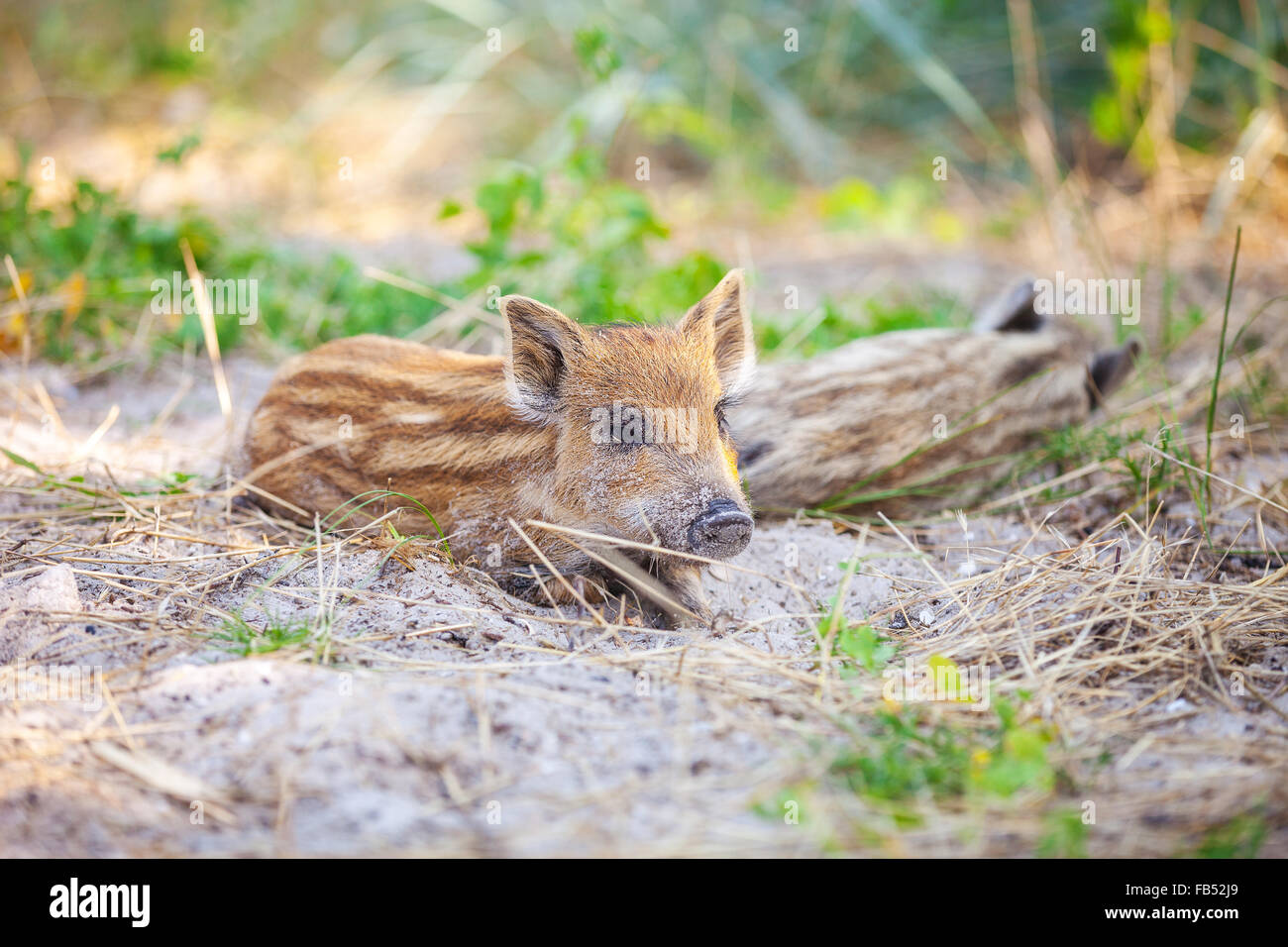 Wild piglets resting in shade on hot summer day Stock Photo - Alamy