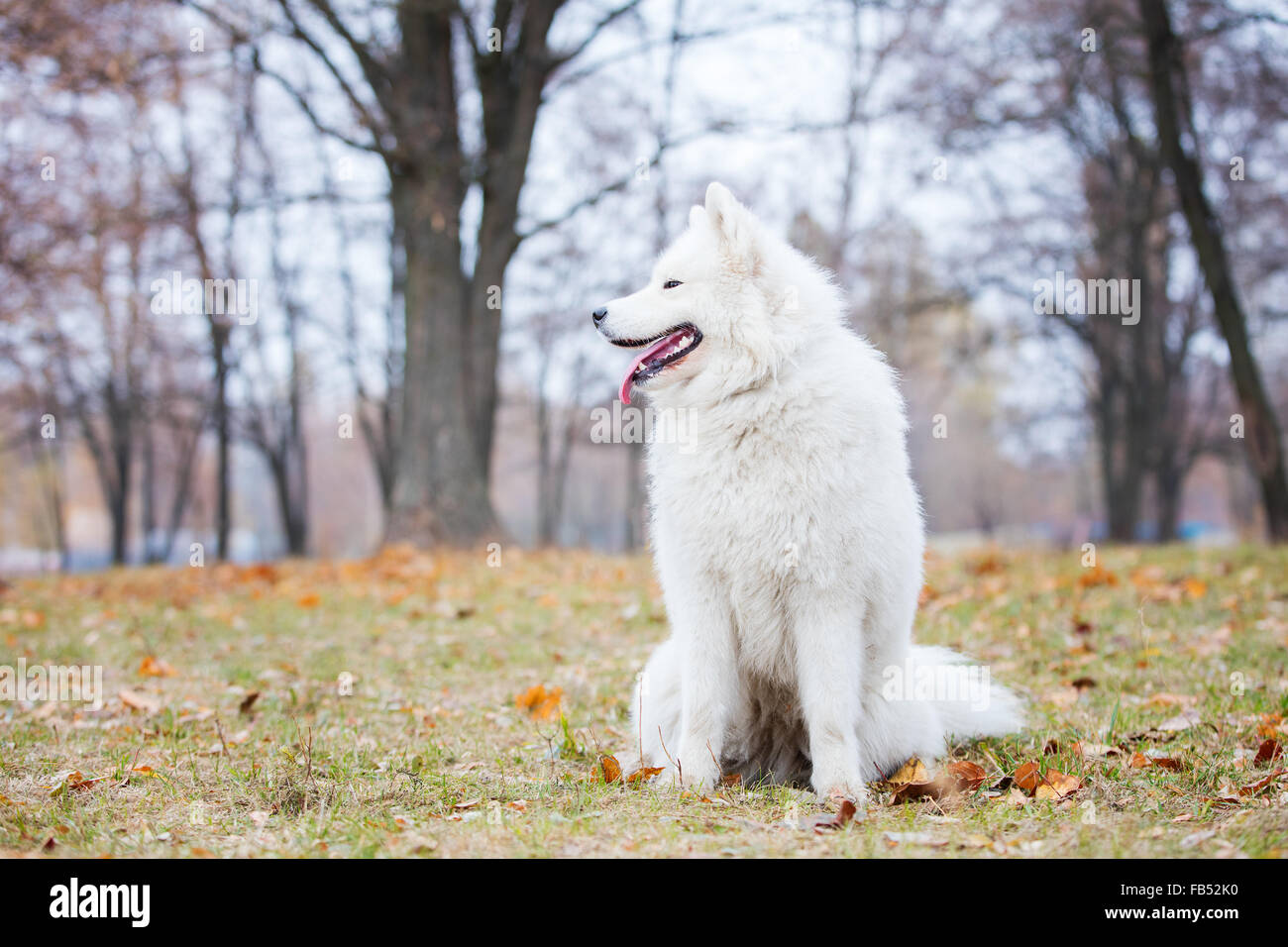 Young samoyed dog in autumn park Stock Photo - Alamy