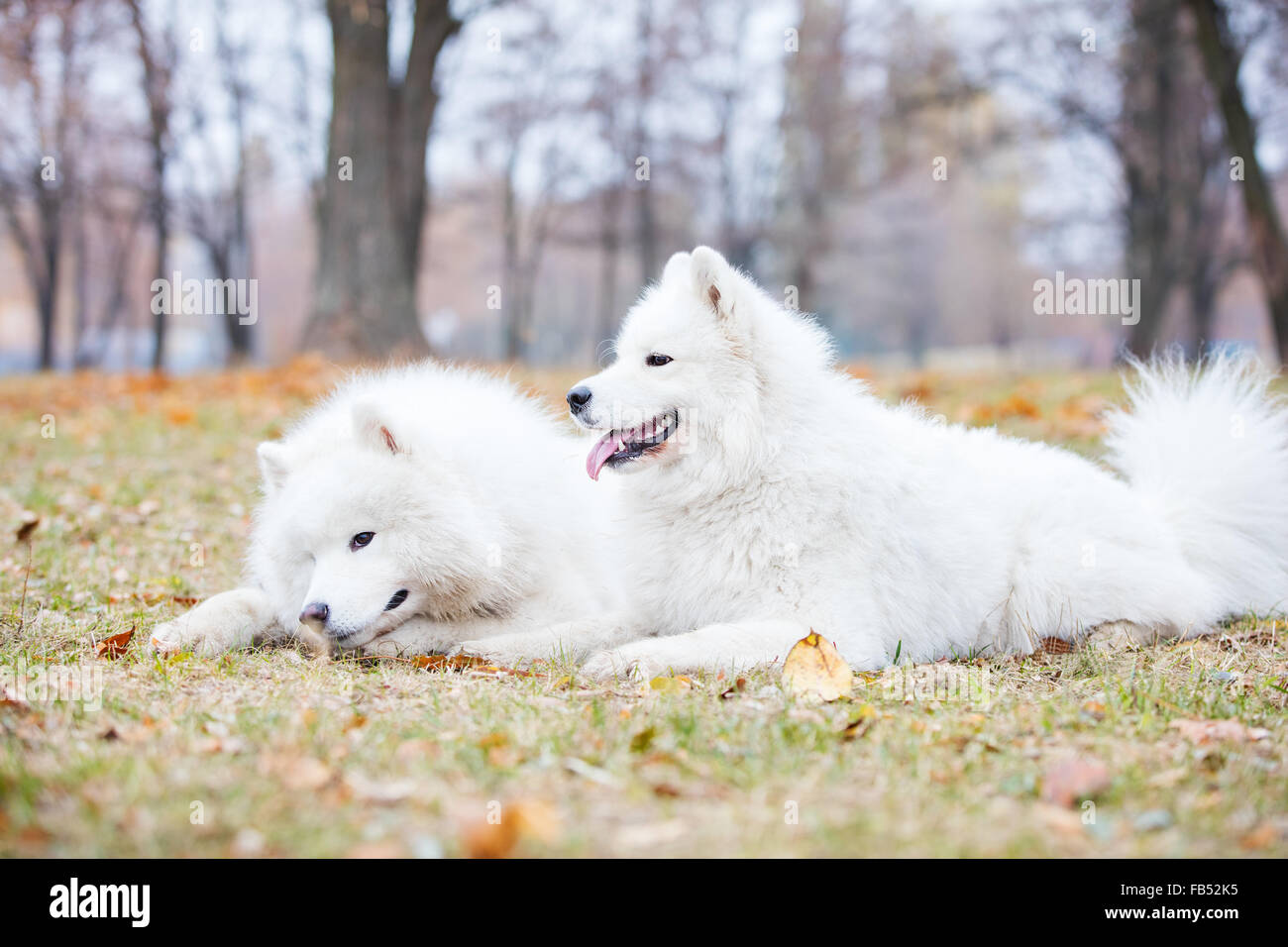 Female samoyed hi-res stock photography and images - Alamy
