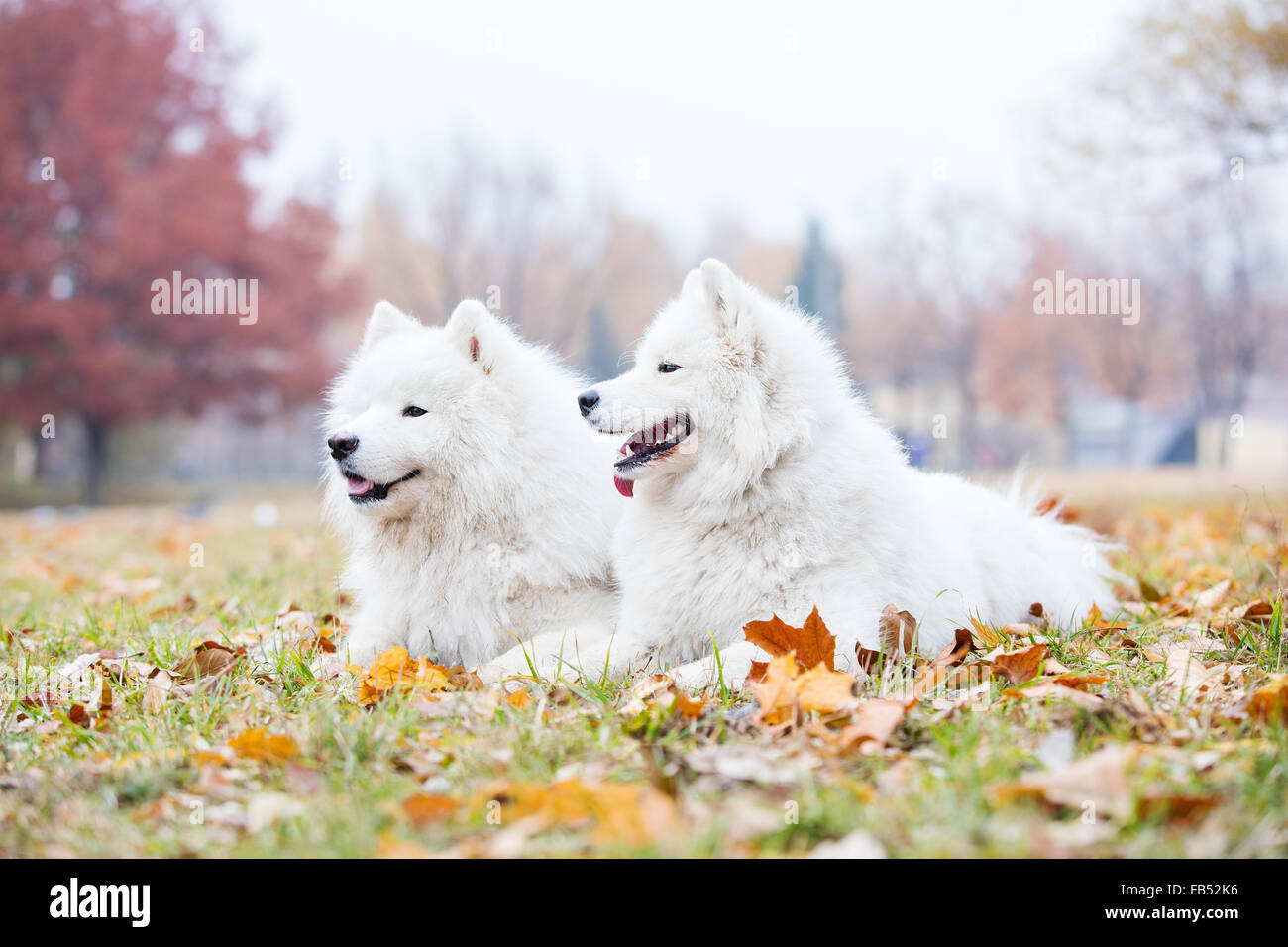Male and female samoyed dogs in autumn park Stock Photo - Alamy