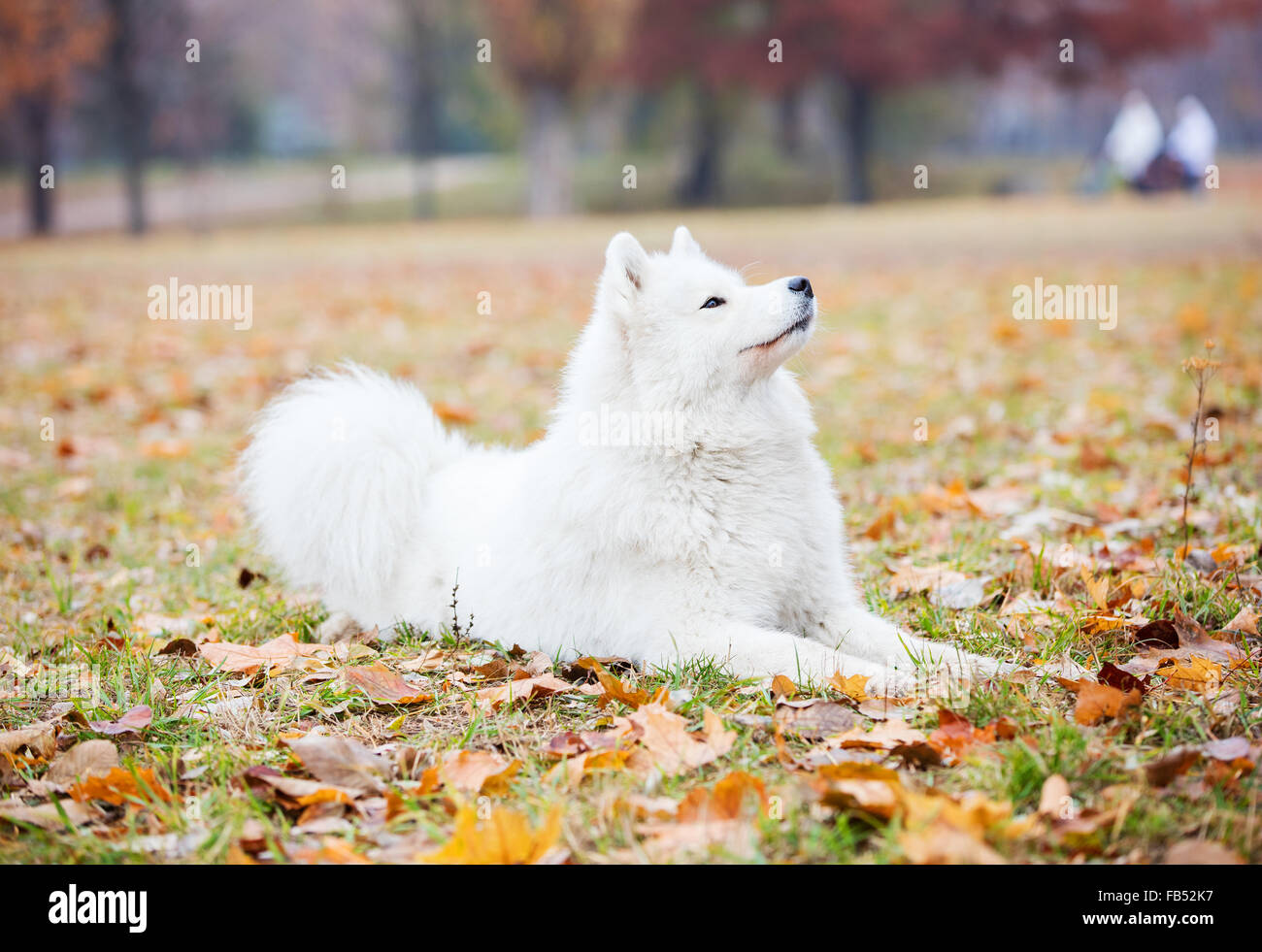 Young samoyed dog in autumn park Stock Photo - Alamy