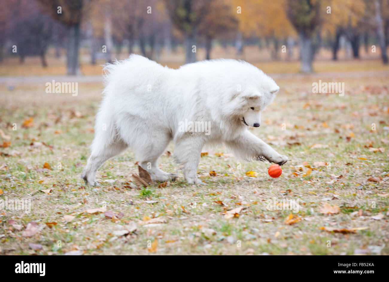Young samoyed dog playing in autumn park Stock Photo - Alamy
