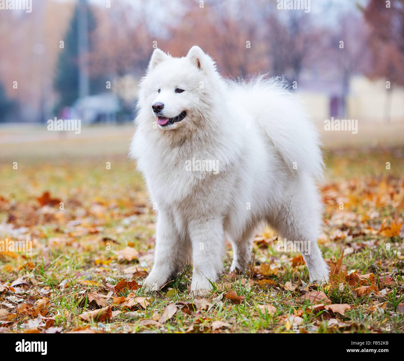 Young samoyed dog in autumn park Stock Photo - Alamy
