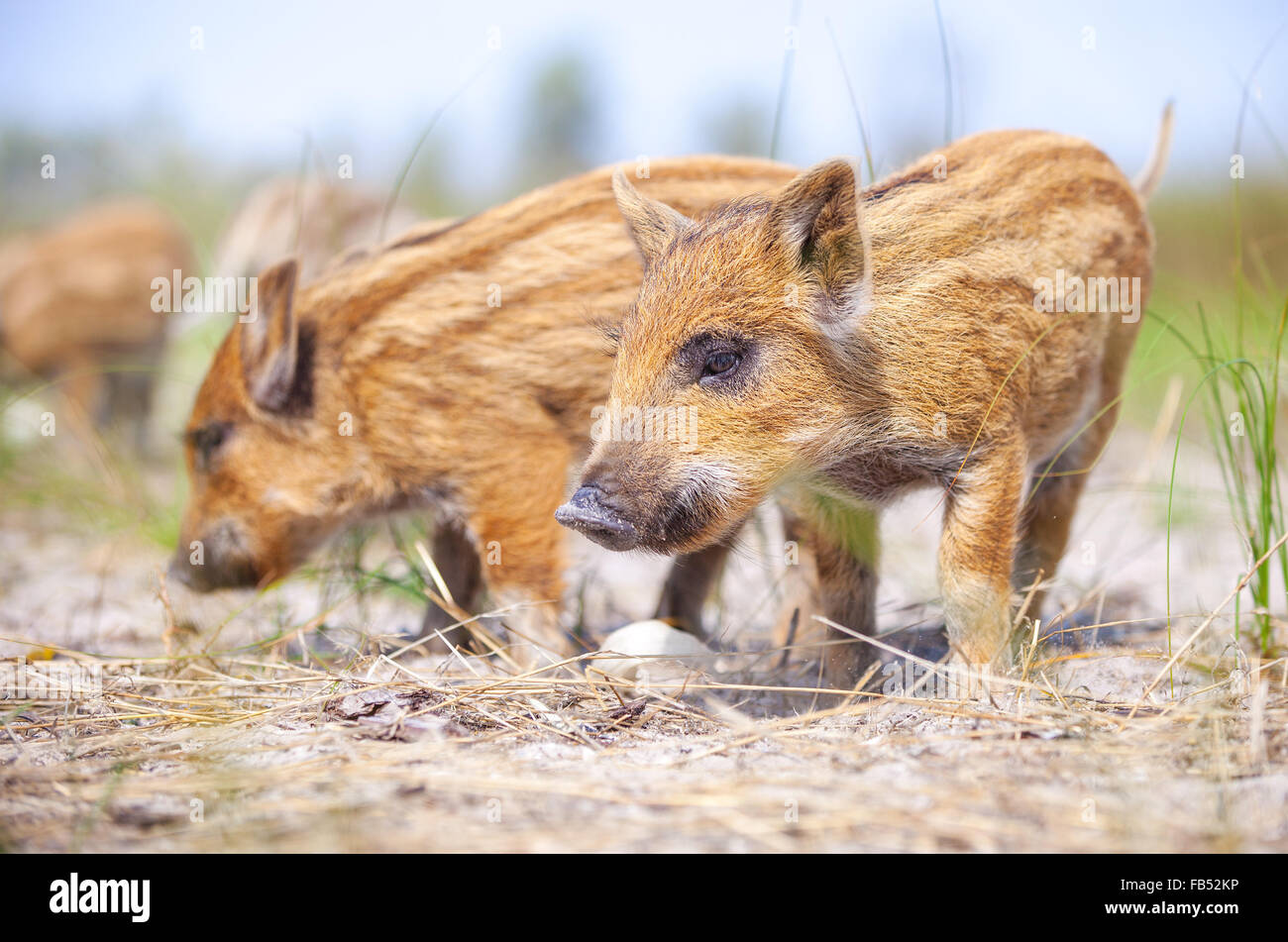 Wild piglets on summer day Stock Photo - Alamy