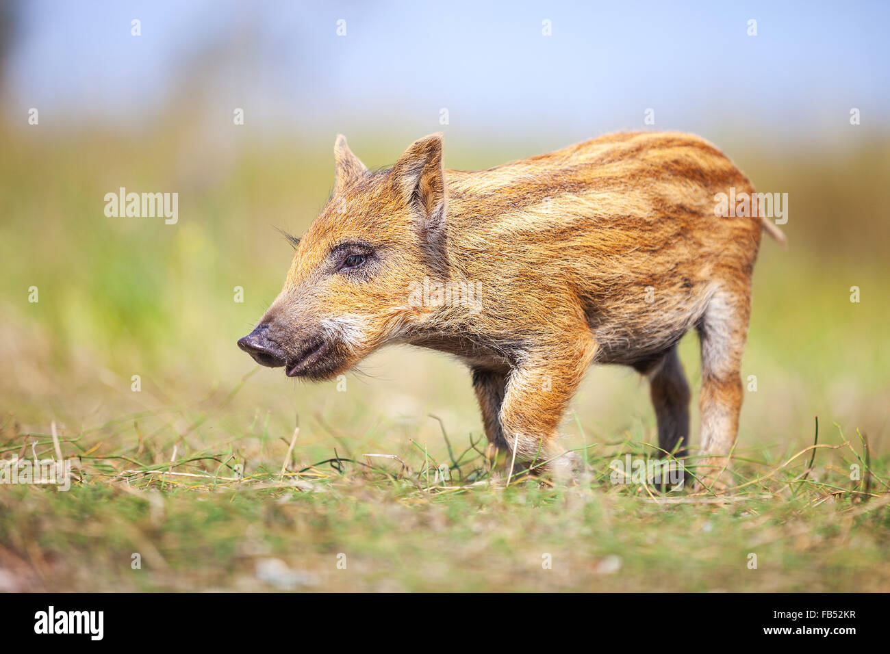 Wild piglet on summer day Stock Photo - Alamy