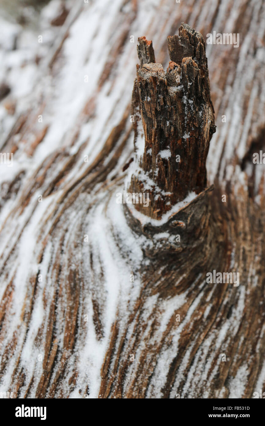 A snowy log Stock Photo - Alamy
