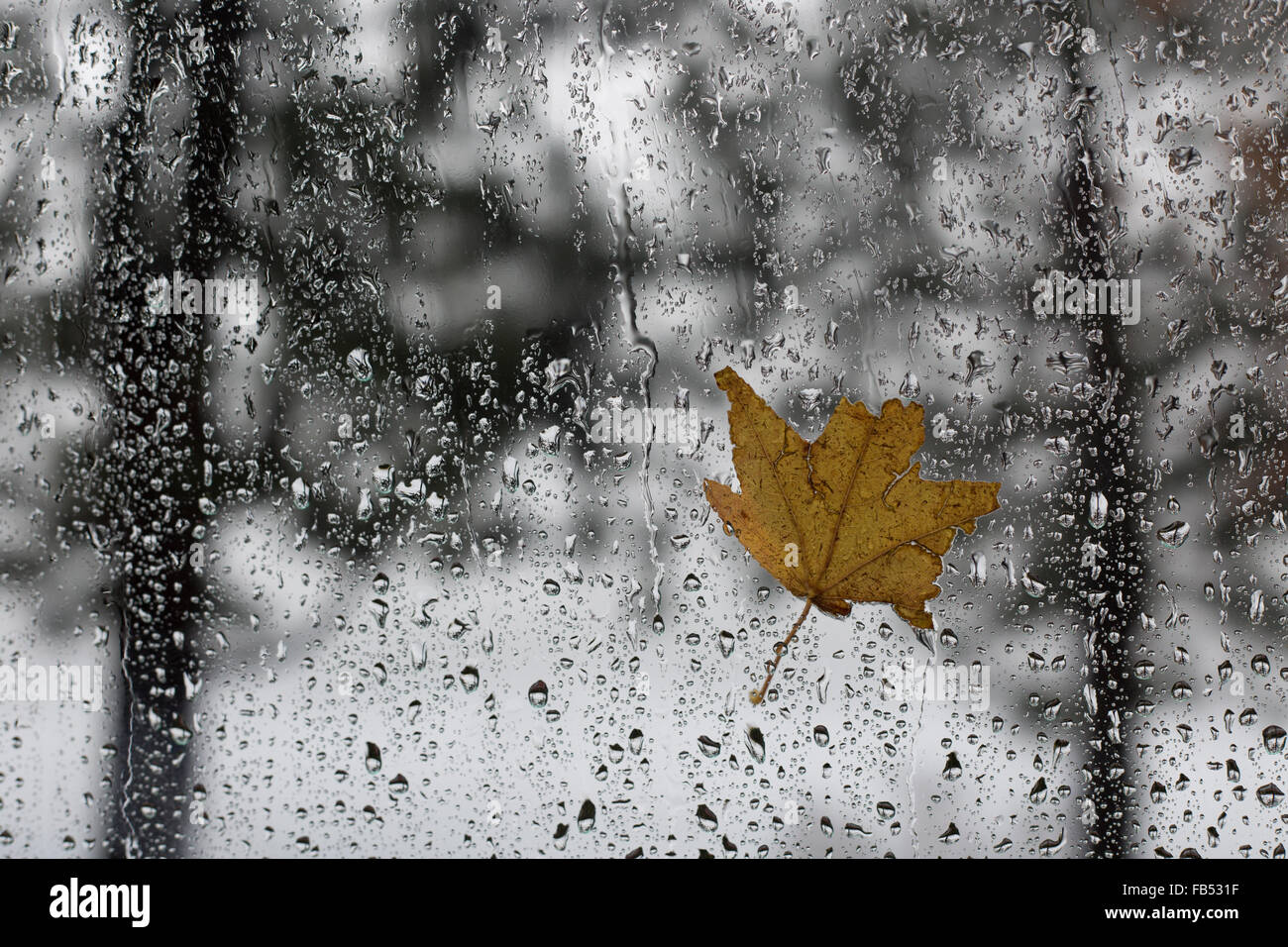 leaf on window in the rain Stock Photo - Alamy