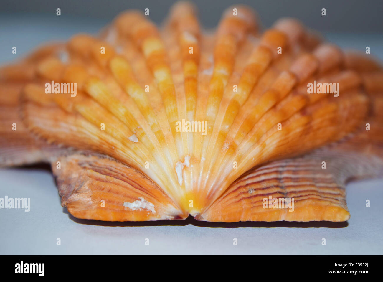 a close-up of a scallop shell Stock Photo - Alamy