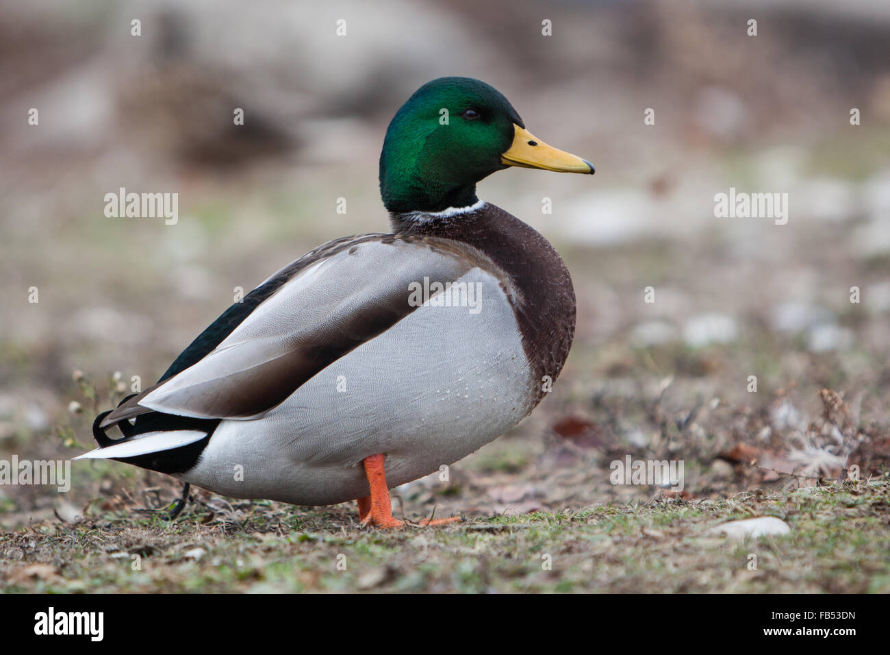 Male Mallard Duck Stock Photo - Alamy