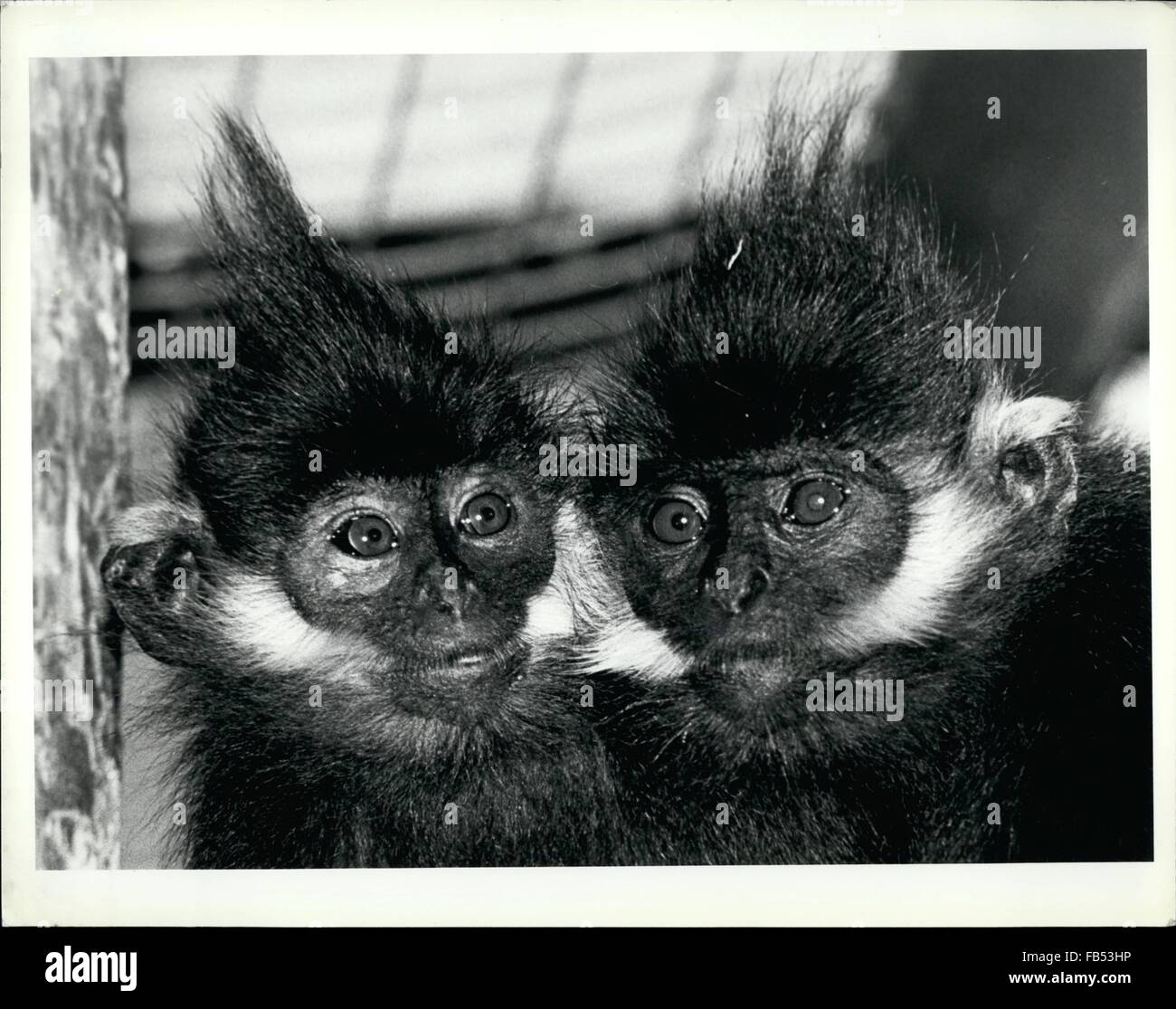 1972 - White sideburns distinguish the rarely-exhibited Francois' leaf ...