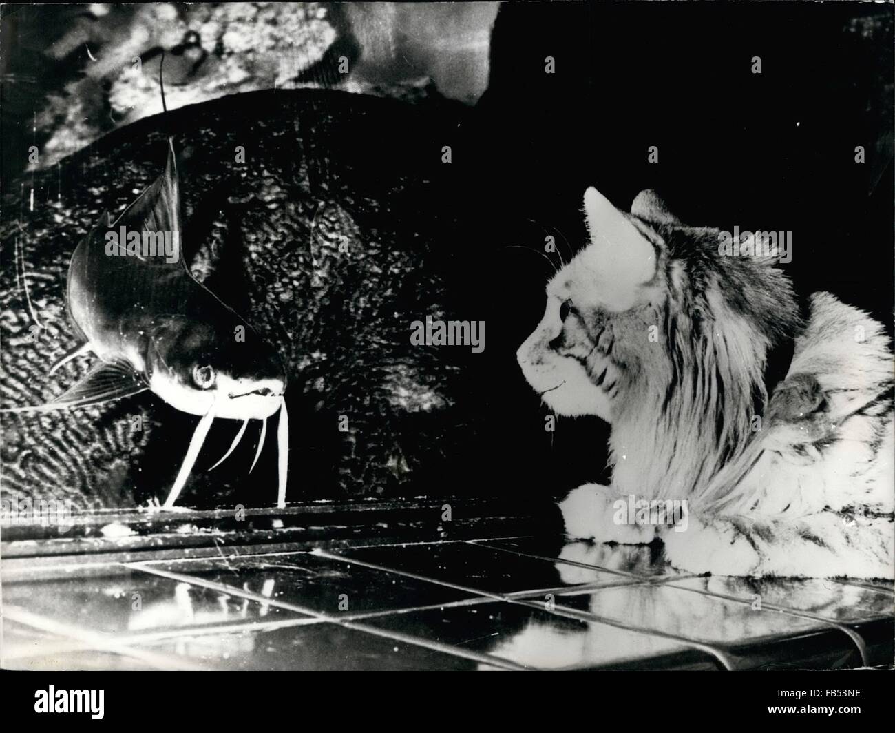 1972 - Cat meets Catfish.: What happens when a cat comes face to face ...