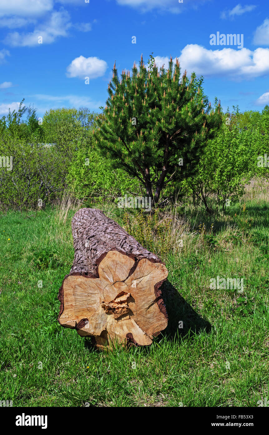Village landscape with a big pine log Stock Photo - Alamy