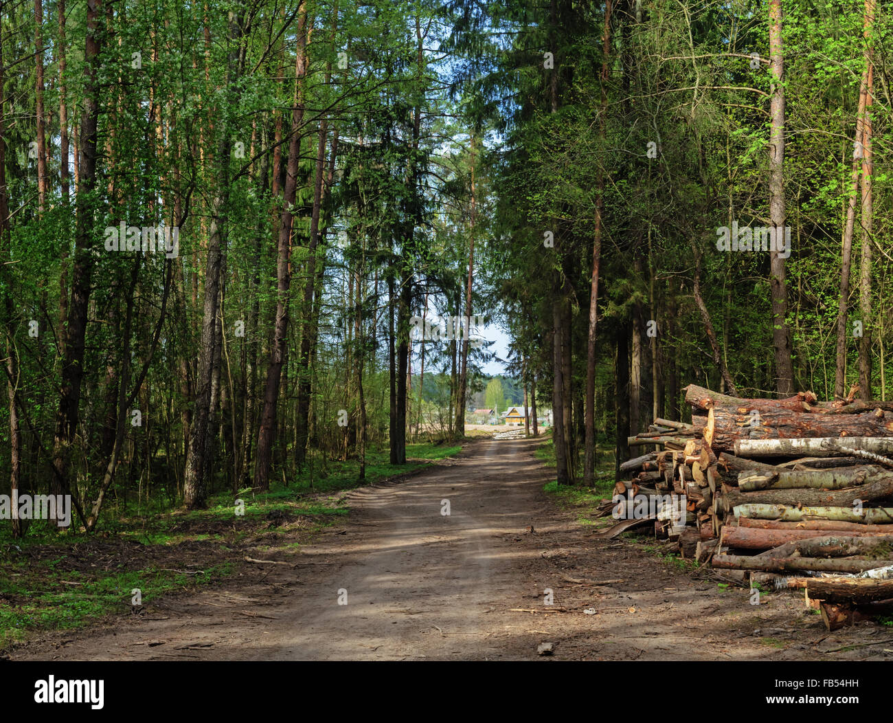 Sand road through spring forest.On a roadside a stack of the cut-down ...
