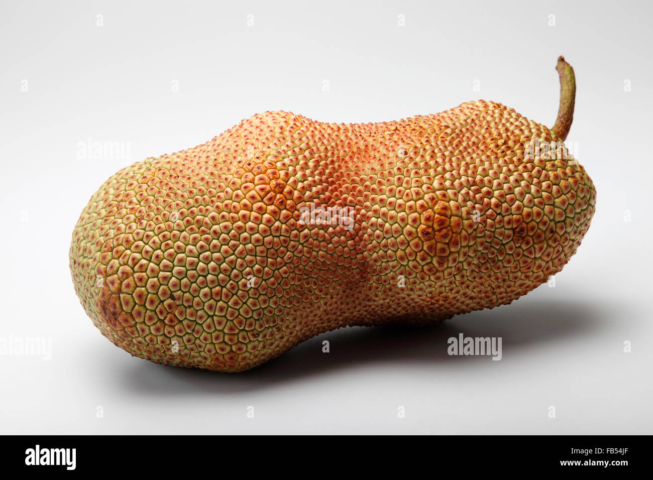 Cempedak fruit hi-res stock photography and images - Alamy