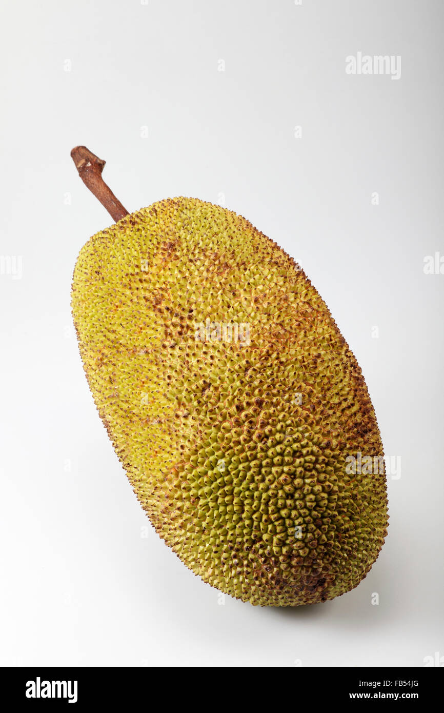 raw fruit jackfruit or artocarpus on the plain background Stock Photo ...