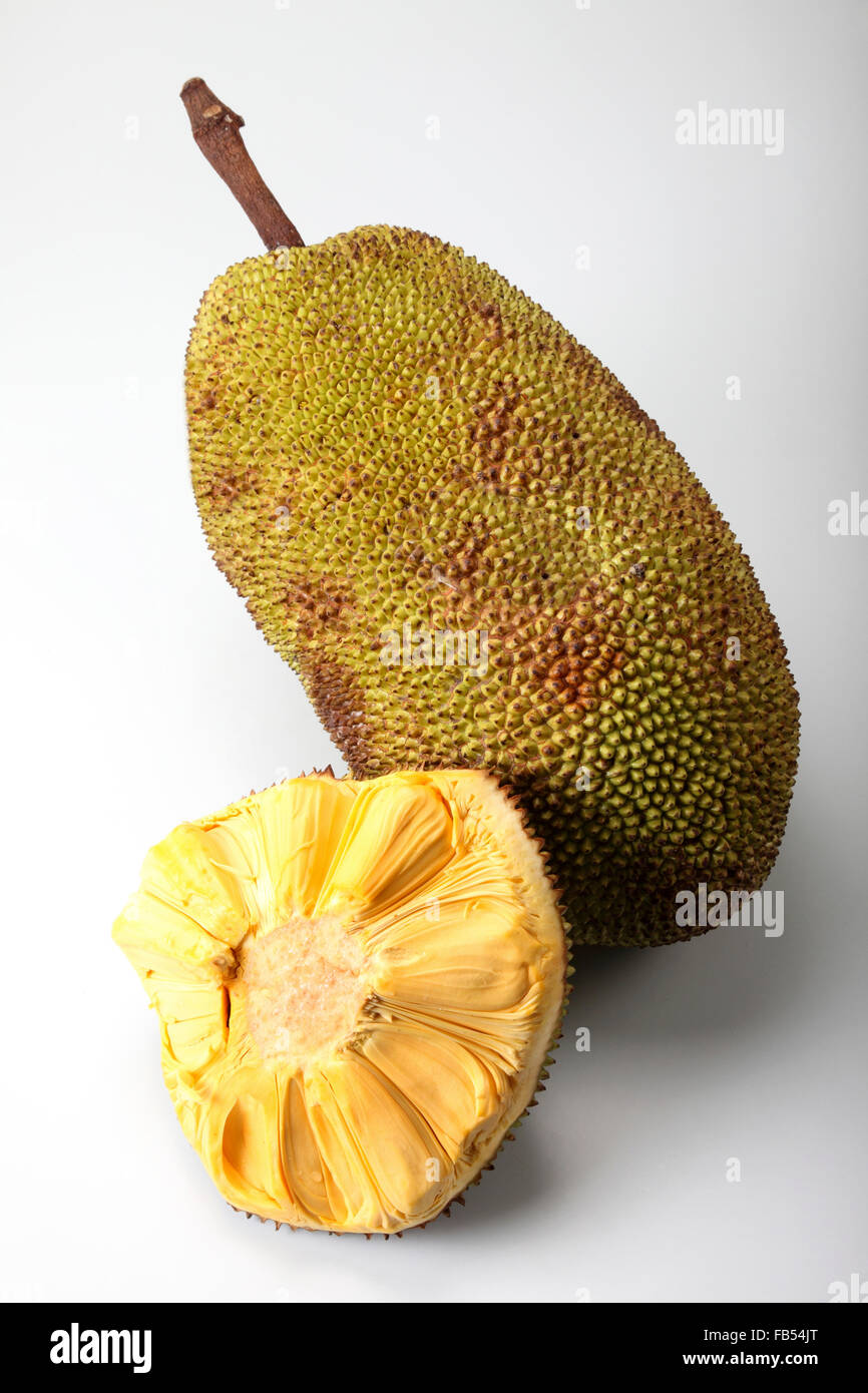 raw fruit jackfruit or artocarpus on the plain background Stock Photo ...