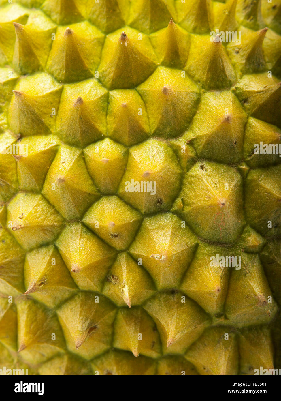 Skin of durian hi-res stock photography and images - Alamy