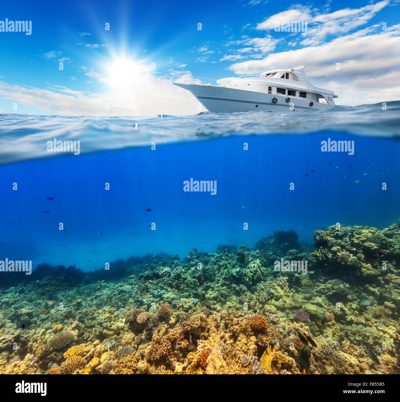 Underwater coral reef with horizon and water surface Stock Photo - Alamy