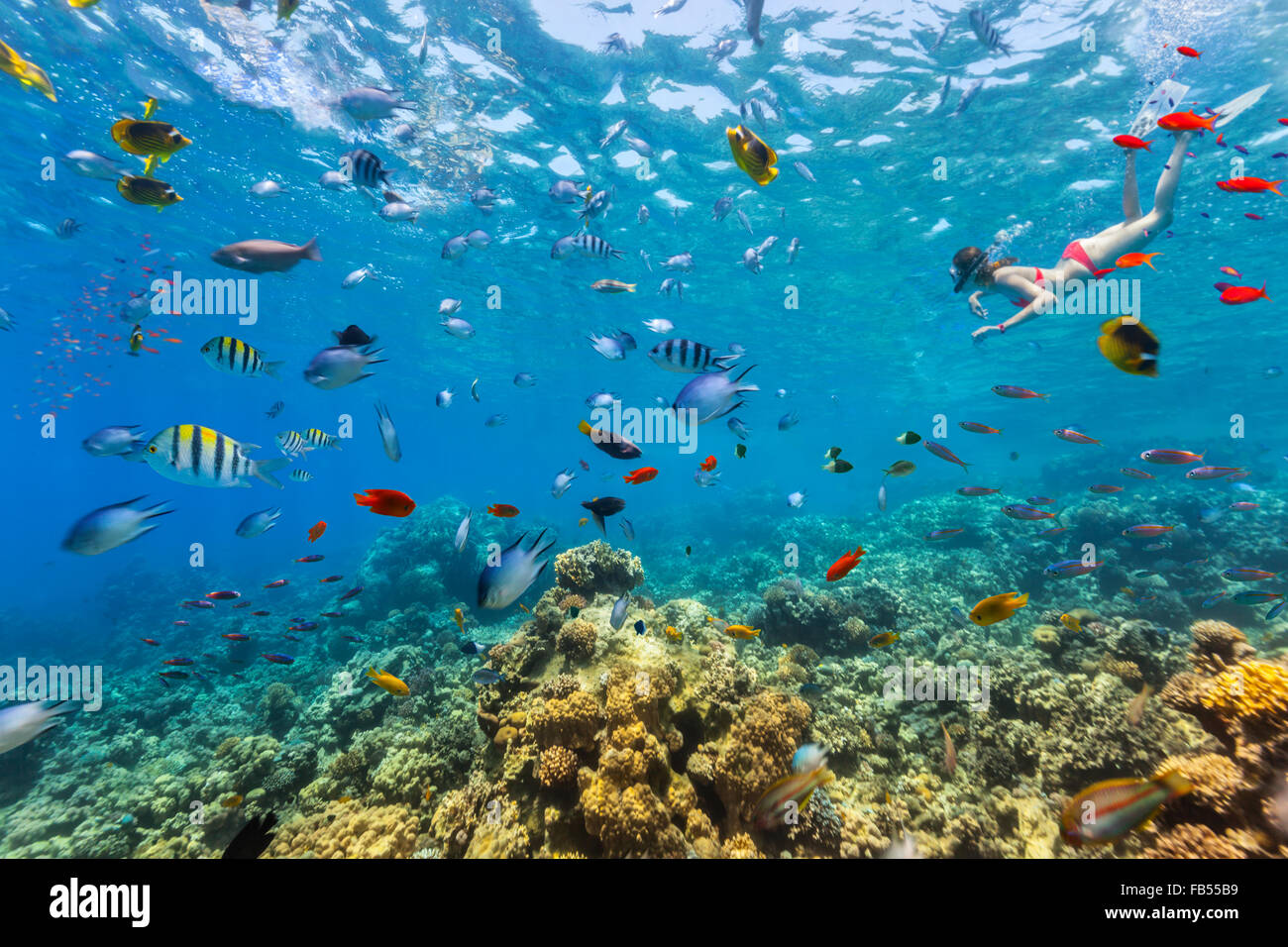 Female freediver floating at coral reef Stock Photo - Alamy