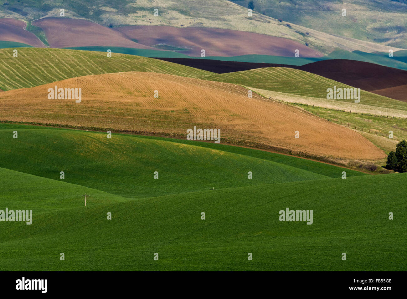 The hills of the Palouse region of Washington showing various crops ...
