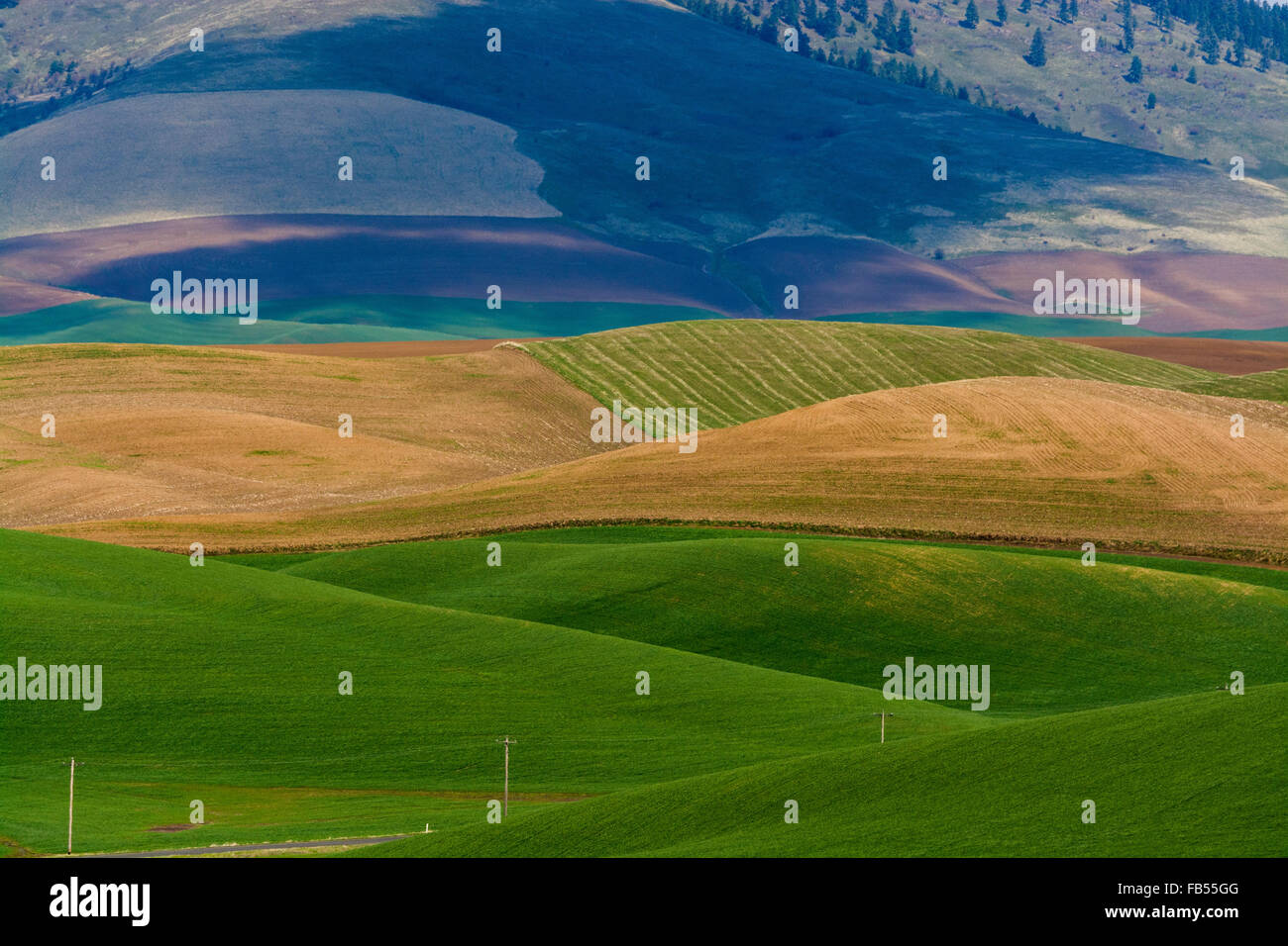 The hills of the Palouse region of Washington showing various crops ...