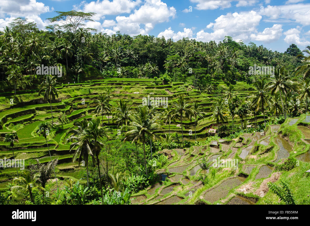 Padi terrace hi-res stock photography and images - Alamy