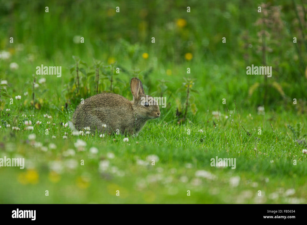 Wild rabbit (Oryctolagus cuniculus) foraging in a damp grassy meadow ...