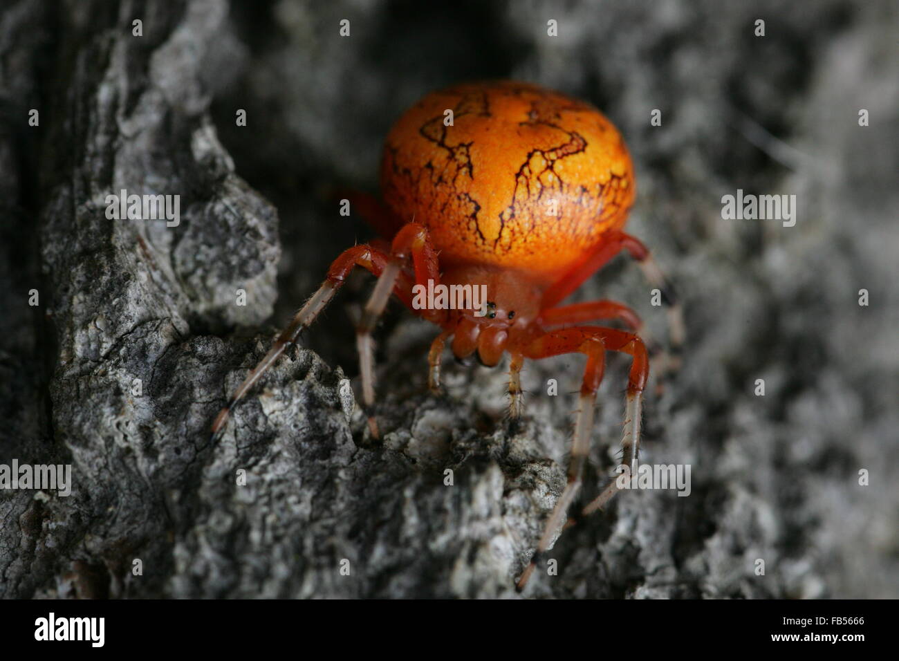 Pumpkin Spider or Orange Marbled Orb Weaver spider Stock Photo - Alamy