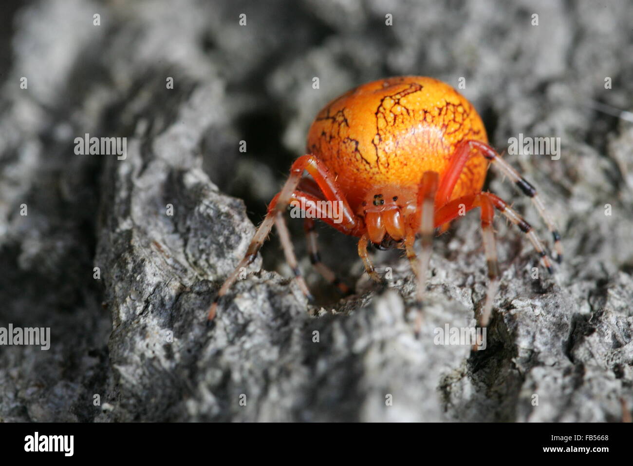 Pumpkin Spider or Orange Marbled Orb Weaver spider Stock Photo - Alamy