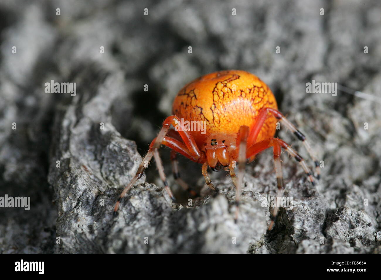 Pumpkin Spider or Orange Marbled Orb Weaver spider Stock Photo - Alamy