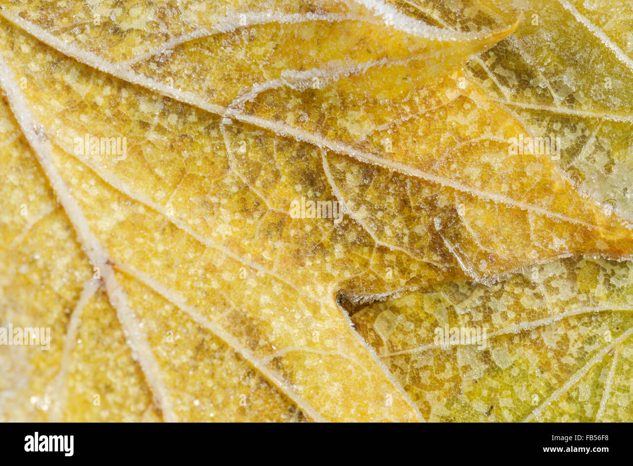 Sycamore tree leaves lying on the ground with frosted edges Stock Photo ...