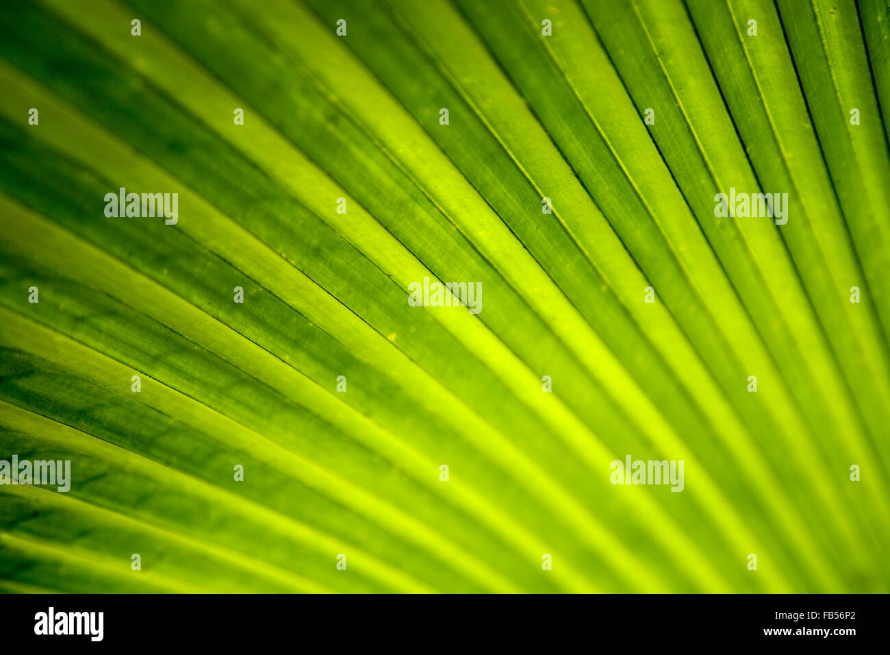 close up texture of the palm leaf Stock Photo - Alamy