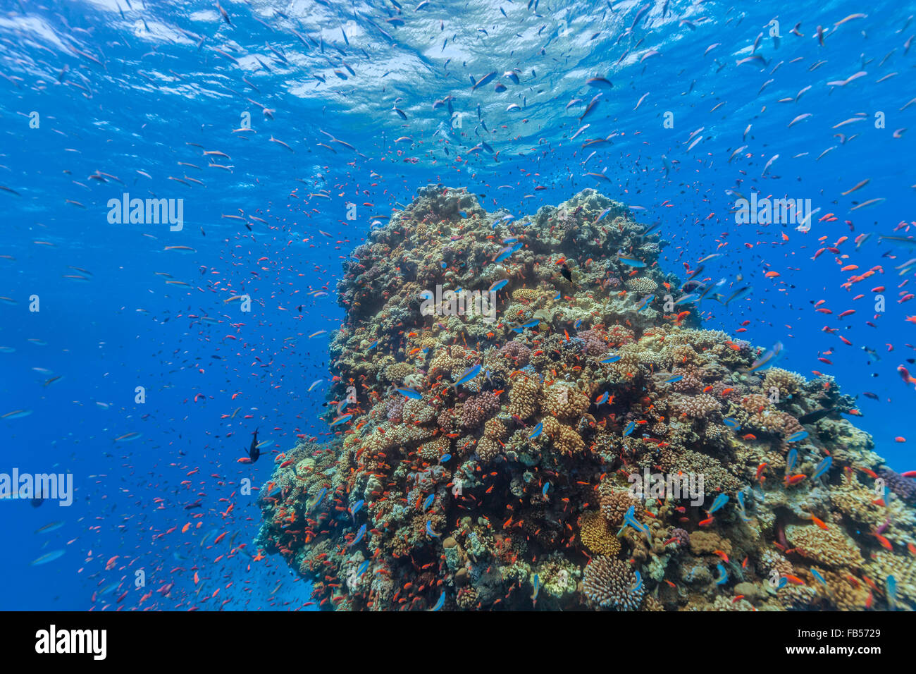 Shoal blue reef fish hi-res stock photography and images - Alamy