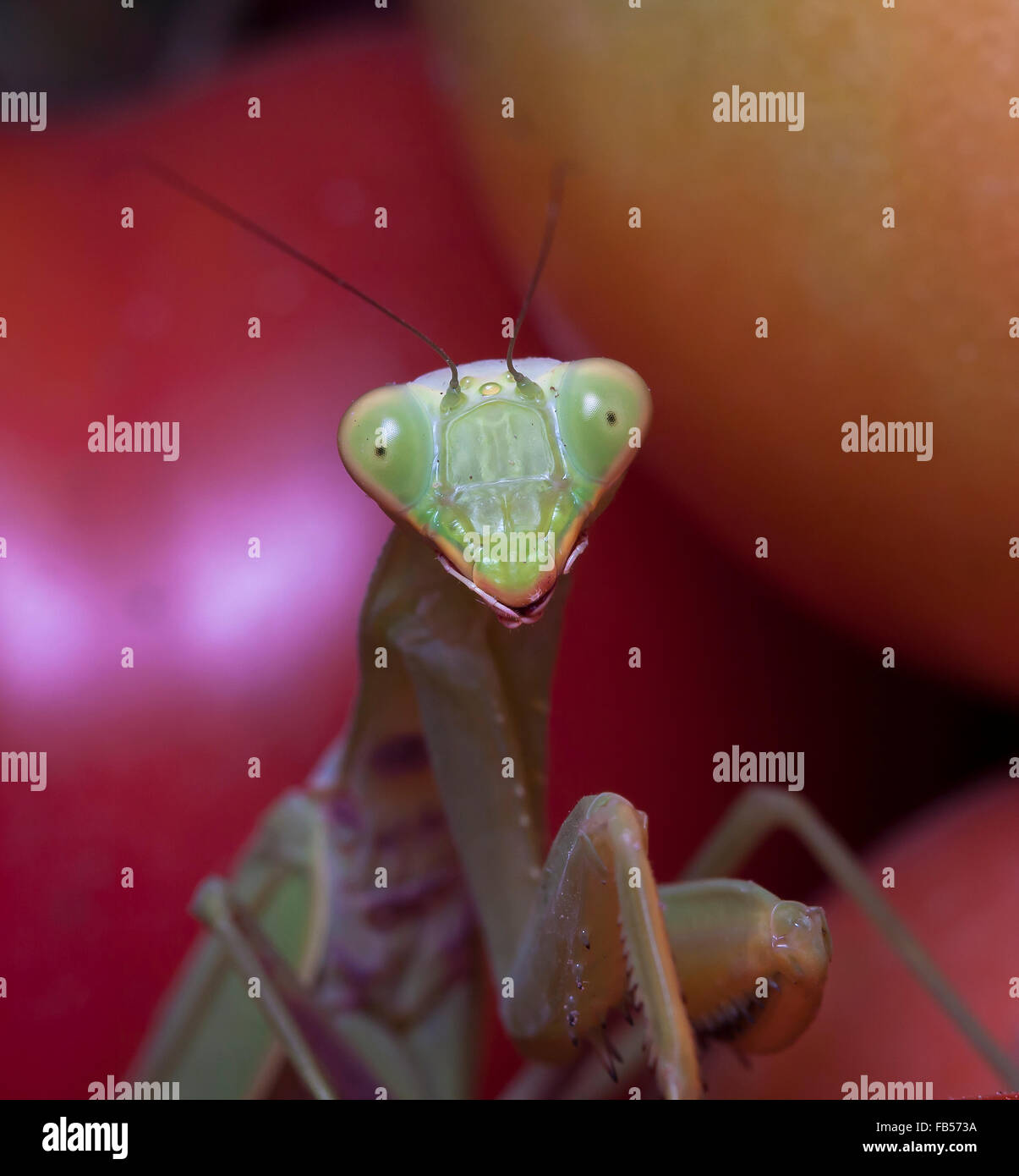 The large female of the mantis Stock Photo - Alamy