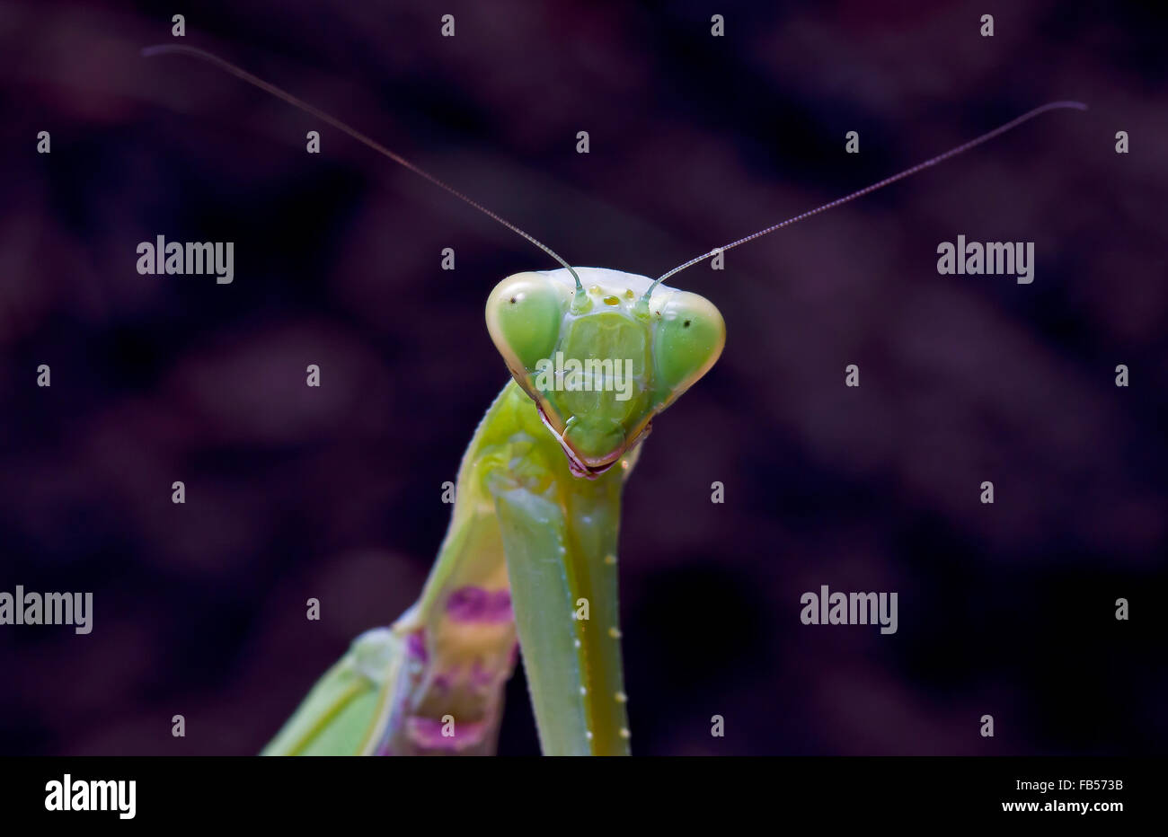 The large female of the mantis Stock Photo - Alamy