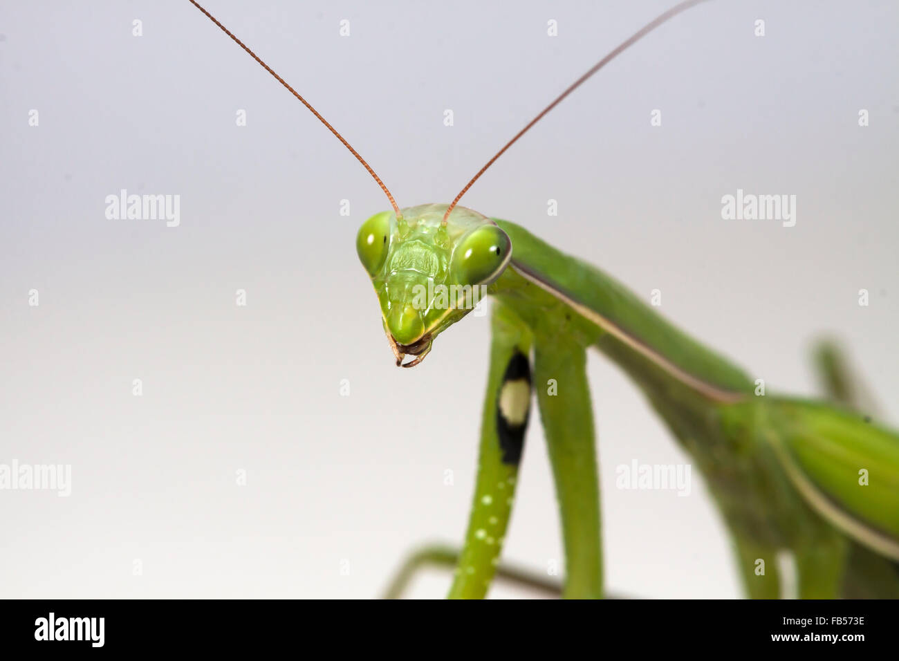 Large female mantis hi-res stock photography and images - Alamy