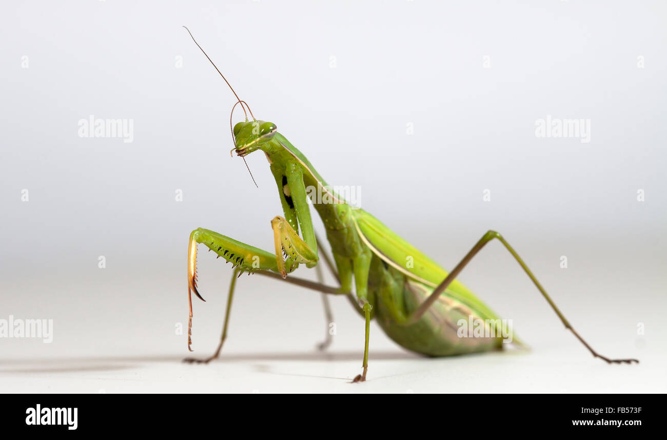 The large female of the mantis Stock Photo - Alamy