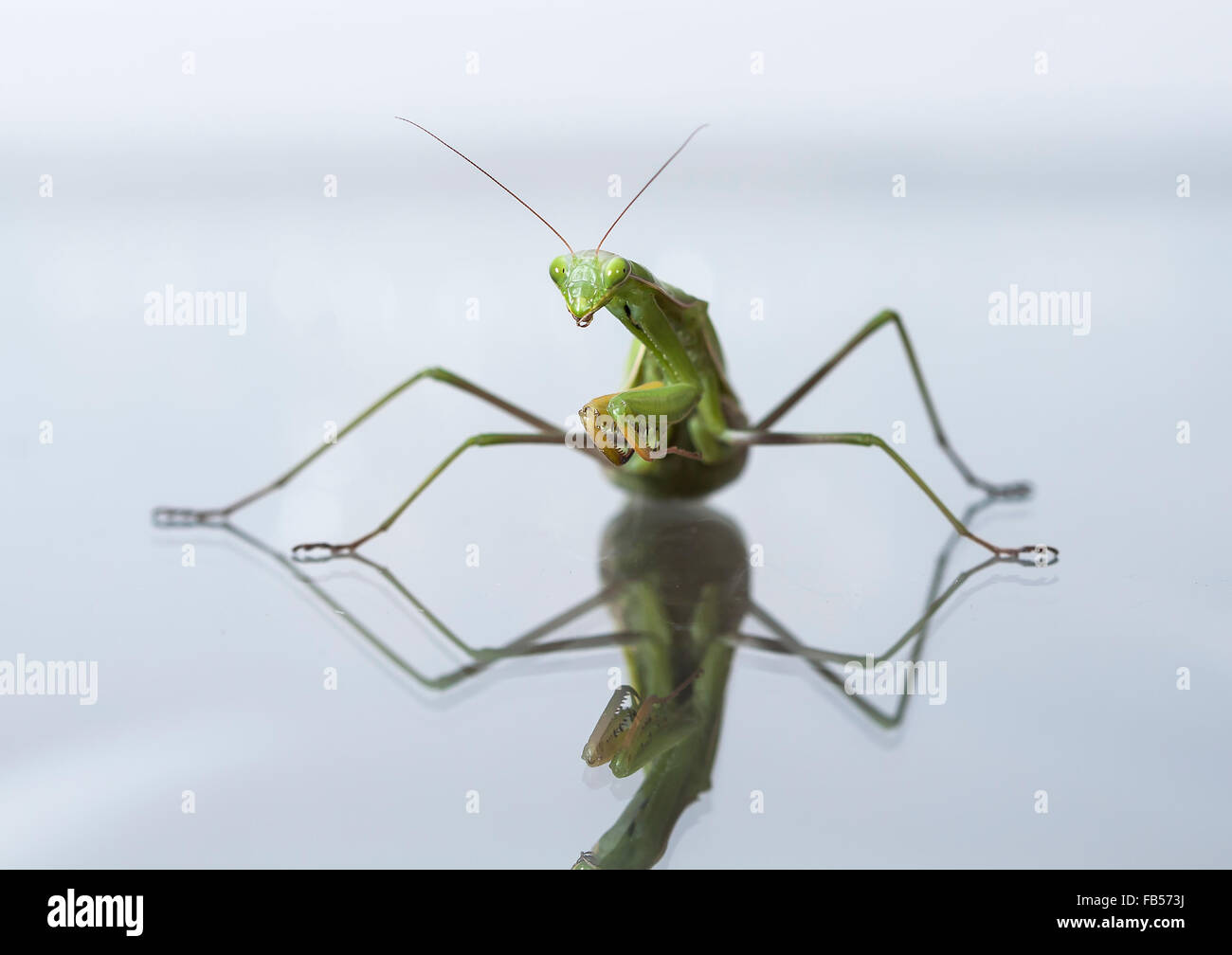 The large female of the mantis Stock Photo - Alamy